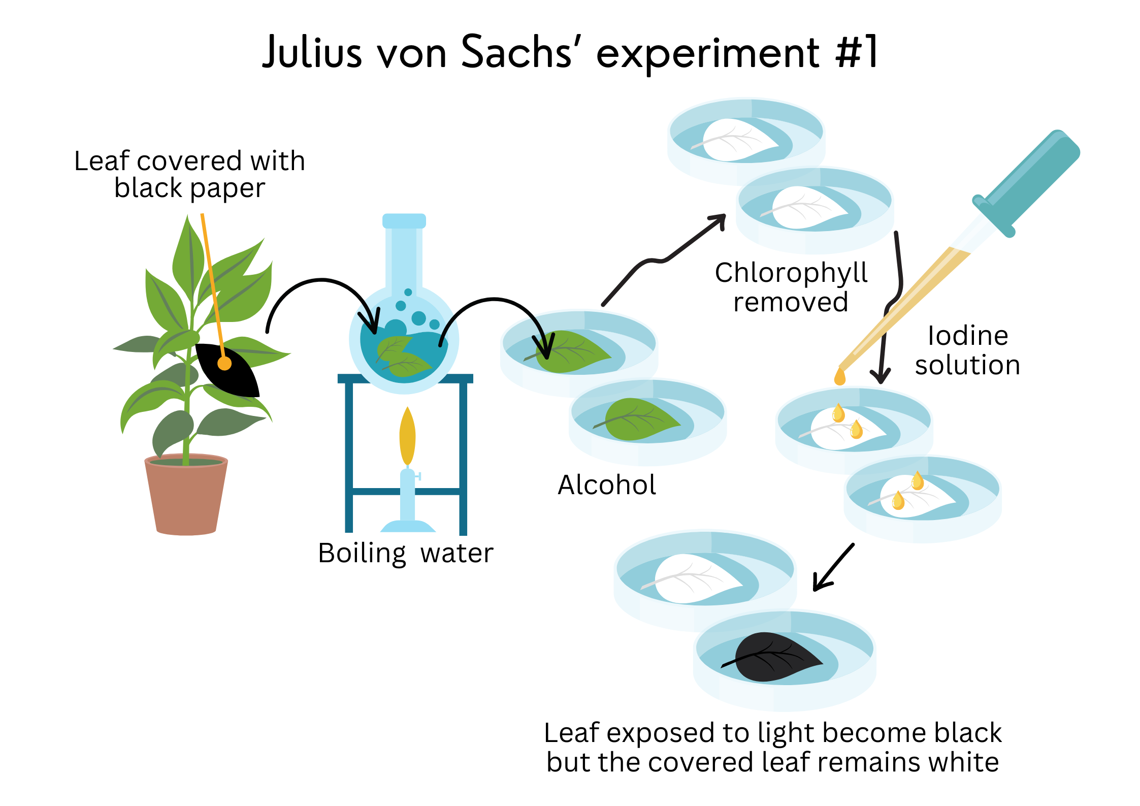 Photosynthesis Discovery – Unravelling the Secret of How Plants Grow ...