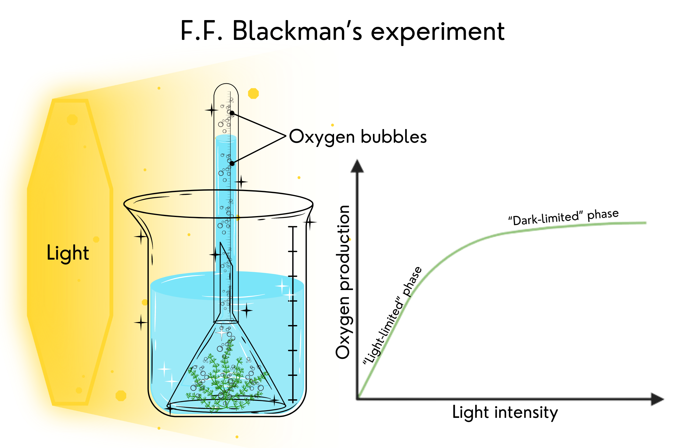 Photosynthesis Discovery – Unravelling the Secret of How Plants Grow ...